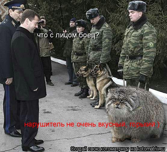 Russian military cats